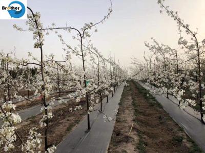 China PP/PE/Plastic Woven Agricultural Garden Ground Cover/Geotextile/Anti Weed Control/Barrier Fabric en venta