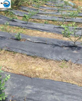 China Agriculture PP Ground Cover/Weed Control Fabric/Landscape Fabric Supplier for sale