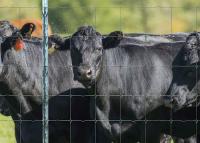 China Field Fence for Cattle & Livestock - 150mm Spacing with 2mm Inner Diameter - Multiple Specifications Available for sale