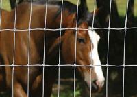 China Field Fence for Cattle & Livestock - 150mm Spacing with 2mm Inner Diameter - Multiple Specifications Available for sale