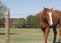 China Field Fence for Cattle & Livestock - 150mm Spacing with 2mm Inner Diameter - Multiple Specifications Available for sale