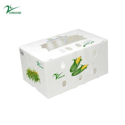 Cina 1.5mm-30mm pp ha ondulato verde blu bianco delle scatole dell'imballaggio di plastica in vendita