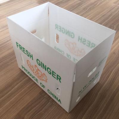 China Fruit Vegetable Packing PP Cartonplast Grapes Packing Boxes Plastic Broccoli Boxes Corrugated Ginger Sheet zu verkaufen