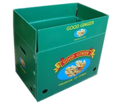China Fruit Vegetable Packing PP Cartonplast Grapes Packing Boxes Plastic Broccoli Boxes Corrugated Ginger Sheet zu verkaufen