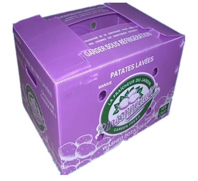 China Fruit Vegetable Packing PP Cartonplast Grapes Packing Boxes Plastic Broccoli Boxes Corrugated Ginger Sheet zu verkaufen