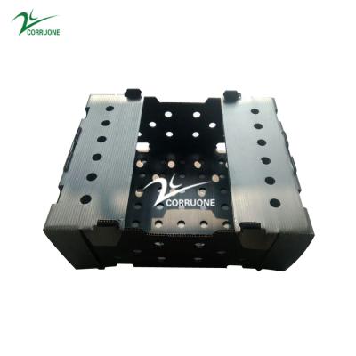 China PP Corrugated Plastic Box for Vegetable and Fruit Box Corflute correx Corn broccoli  and Agriculture Packing box zu verkaufen