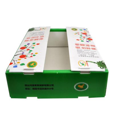 Cina I broccoli che i pp hanno ondulato l'OEM del contenitore di strato hanno ondulato i contenitori di polipropilene in vendita