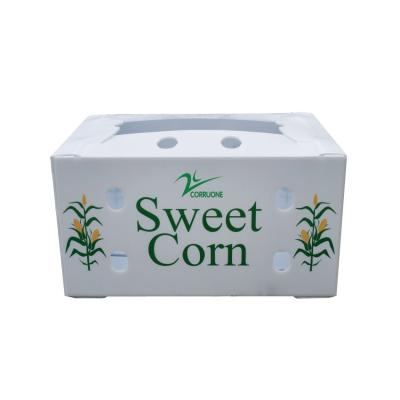 Cina Corruone polypropylene Wholesale waterproof PP corrugated plastic box fruit vegetable foldable PP plastic box in vendita