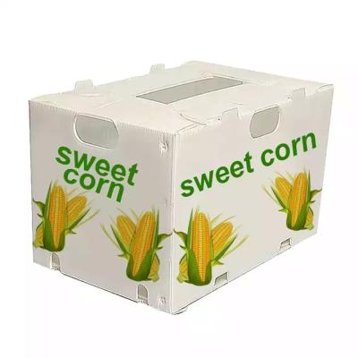 China Asparagus Okra Fruit And Vegetable Packaging Boxes Coreflute for sale