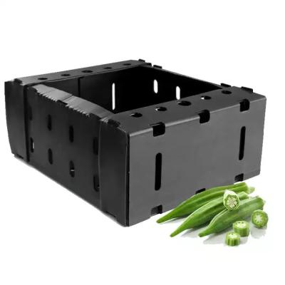 China Asparagus Okra Fruit And Vegetable Packaging Boxes Coreflute for sale