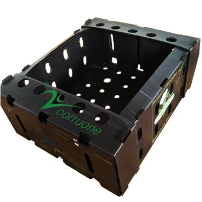 中国 新鮮な野菜と果物 pp波紋プラスチックシートボックス 販売のため