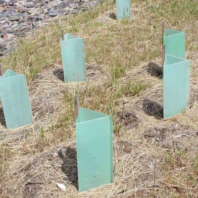 Китай Corruone wholesale high quality PP Plastic corrugated Tree Guard Plastic Tree Protector продается
