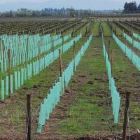 China Corruone PP Corrugated Plastic Sheet 4mm Tree Guard Custom Size Eco-Friendly for sale