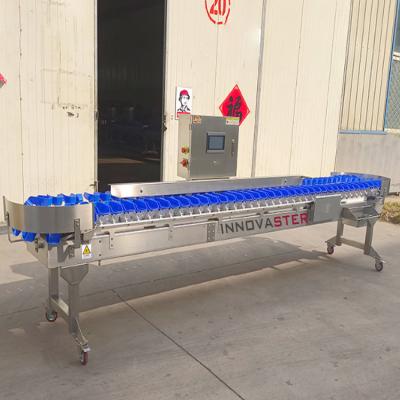 China Máquina de clasificación automática de peso de materias primas avanzadas de maíz para la producción de mariscos en venta