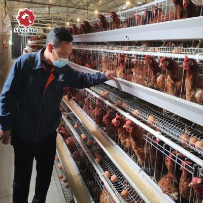 中国 フレームの熱い電流を通された層電池の鶏のおり160の鳥 販売のため