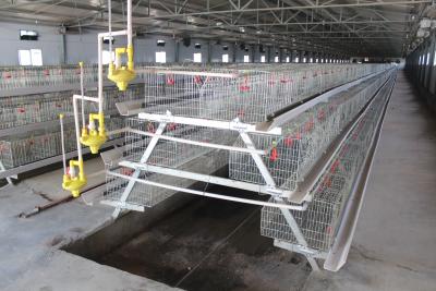 China Franga automática 275g/M2 de Chick Cage Poultry Farm Equipment da grelha do bebê da camada à venda