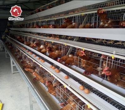 中国 ドアのサイズAのタイプ電池おりの家禽耕作ごとの43*41*41cm 販売のため