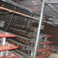 China A type Layer Cage for sale