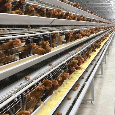Chine Egg Broiler Chicken Battery Cage System Fully Automatic Feeding System 65 X 60 X 50 Cm à vendre
