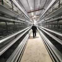 China Hot Galvanized H Type Automatic Chicken Brooder Layer Cage 3-8 Tiers 60-384 Birds for sale