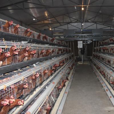 China Hot Dip Galvanized Egg Layer Chicken Cage A Type Battery 96 Birds 128 Birds Poultry Farm for sale
