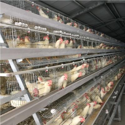 China Hot Dip Galvanized Egg Layer Chicken Cage A Type Battery 96 Birds 128 Birds Poultry Farm for sale