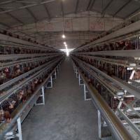 China 4 Tier Automatic A-Type Battery Egg Layer Chicken Cages with 2mm Galvanized Steel Frame and 275g/㎡ Zinc Coating for sale