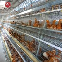 China A Type Broiler Chicken Cage 61x50x44 cm Automatic Feeding System Hot Dip Galvanized for sale