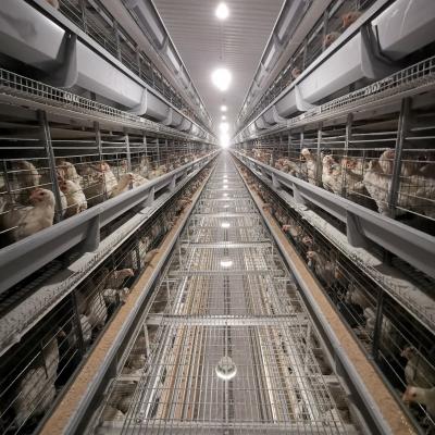 中国 層電池鶏ケージシステム自動産卵鶏卵 H タイプ Q235A 6 層 販売のため