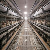 China Fully Automatic H Type Layer Chicken Cage for Laying Hens 2mm Thickness 275g Zinc Coating for sale