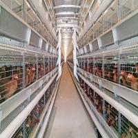 China Fully Automatic H Type Layer Chicken Cage for Laying Hens 2mm Thickness 275g Zinc Coating for sale