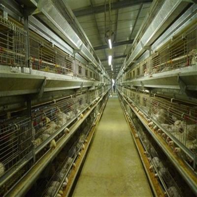 China 192 vogels/de Vastgestelde Kooi van de Batterijkip voor het Materiaal van de Grillpluimveehouderij Te koop