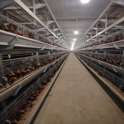 China Pluimveehouderij Batterij Kippenkooien Systeem H Type Automatische legkippen Ei 8Tiers Te koop