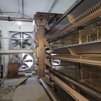 China H Type Layer Cage Hot Galvanized 120 Birds Automatic Feeding System for Large Poultry Farm for sale