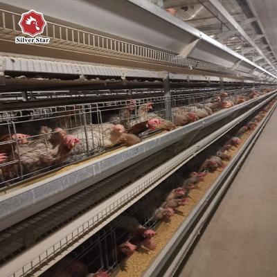 China Gaiola de Frango Camada de Aves Tipo H Totalmente Automática Q235A 1,0 mm à venda