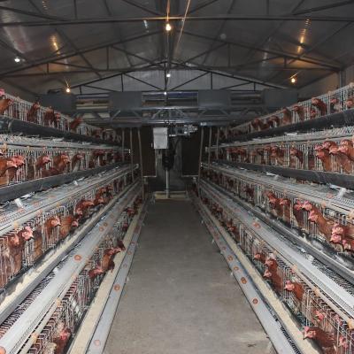 China Een Kooi van de de Laagkip van de Typebatterij voor Gevogeltelandbouwbedrijf met 96/128 Vogels Capaciteit Te koop