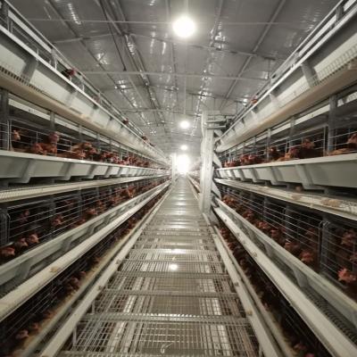 China Van de de Batterijkip van de kippenlaag het Type van de Kooiensysteem H galvaniseerde 384 Vogels/Reeks Te koop