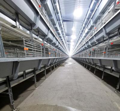 Chine H Type Battery Broiler Chicken Cage Automatic For Poultry Farm à vendre
