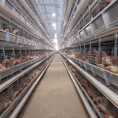 Chine H Type Chicken Layer Battery Cage Poultry Farm Equipment Automatic 10 Tiers à vendre
