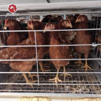 China 10000 Layers Battery Chicken Cage Automatic Drinking System 3 Tiers 120 Birds for sale