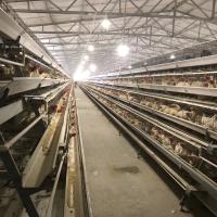 China Hot Galvanized Automatic Layer Cage A Type H Type Chicken Cage System 1950mm Length 2300mm Width for sale