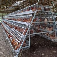 China 10000 Layers Battery Chicken Cage Automatic Drinking System 3 Tiers 120 Birds for sale