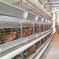 China H Type Poultry Battery Cage Automatic Egg Layer Chicken Farm 3-8 Tiers Hot Dipped Galvanized for sale