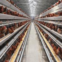 China H Type Poultry Battery Cage Automatic Egg Layer Chicken Farm 3-8 Tiers Hot Dipped Galvanized for sale