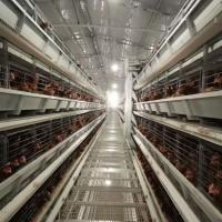 Cina Il tipo pollo di H di strato della batteria ingabbia automatico dell'uovo azienda 10 Tires in vendita