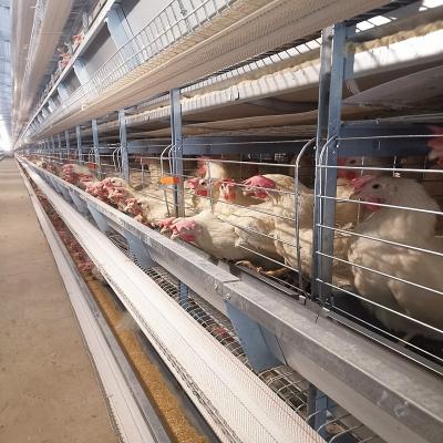 China Robust medium broiler cages are designed to efficiently manage young chicks. for sale