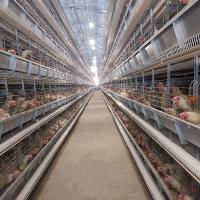 China 1250 Type Layer Cage 4 Tiers 72 Chickens Galvanized Steel Poultry Farming Equipment for sale
