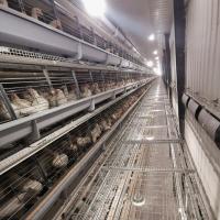 China 1250 Type Layer Cage 4 Tiers 72 Chickens Galvanized Steel Poultry Farming Equipment for sale