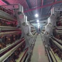 China A Type Full Automatic Layer Chicken Cage 4 Layers / Cell for sale