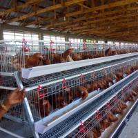 China A Type Full Automatic Layer Chicken Cage 4 Layers / Cell for sale